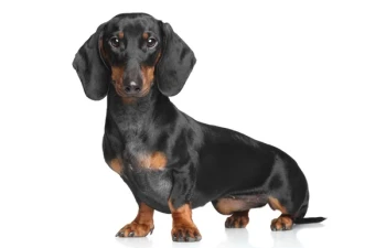 Teckel (Dachshund) – Ghid Complet: Temperament, Dresaj și Îngrijire